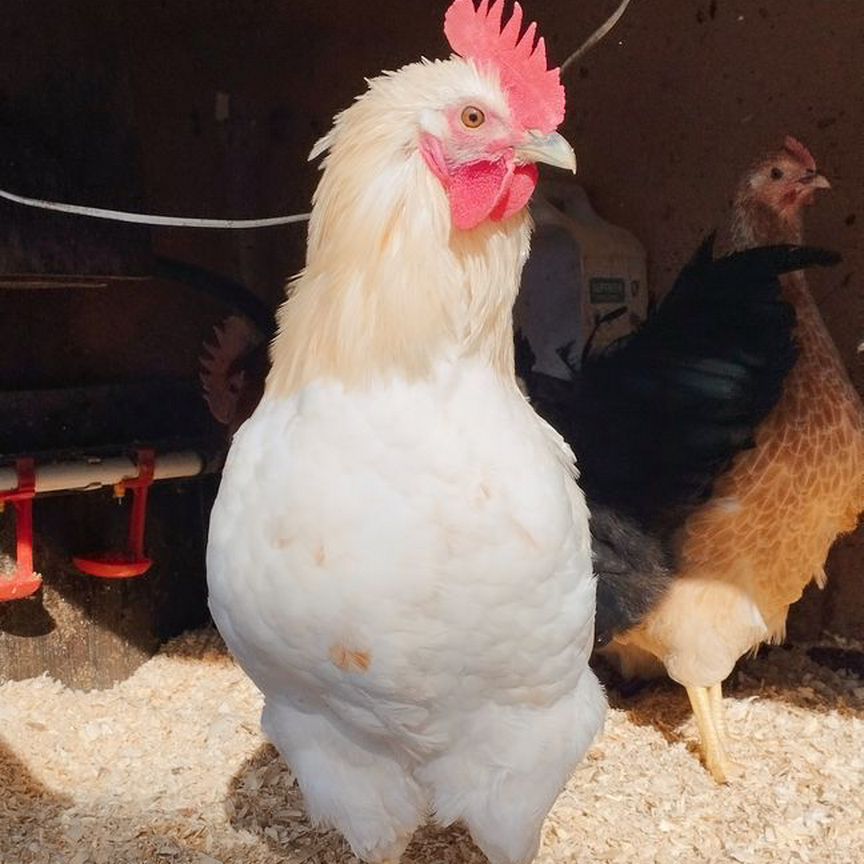 Петух доминант 5 месяцев