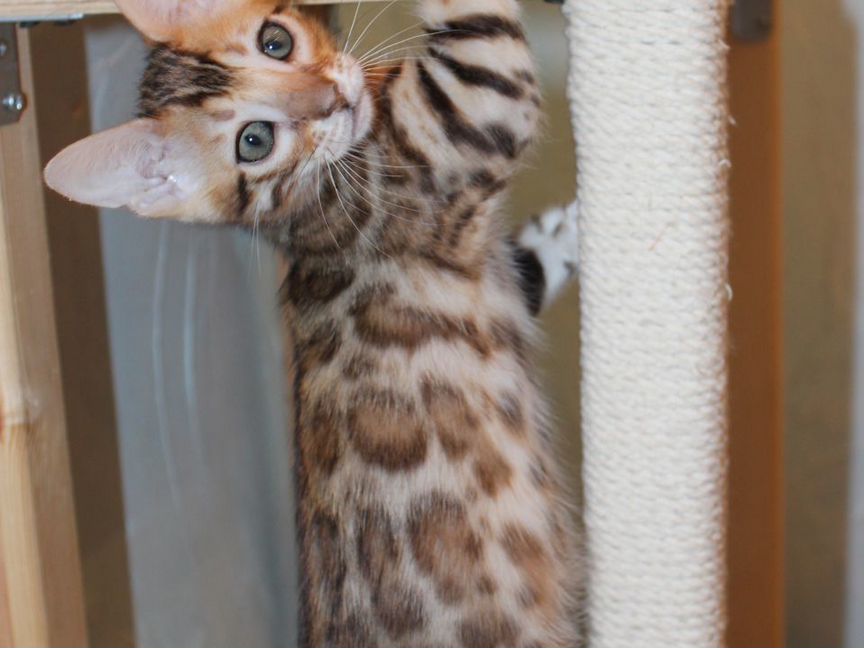 Бенгальские котята
