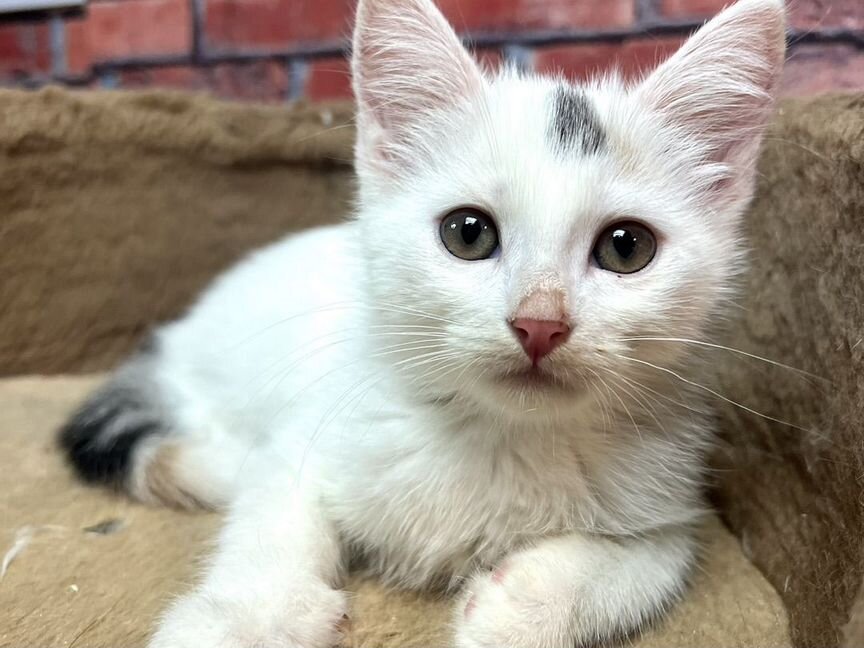 Котенок девочка Стеша 2,5 мес ищет семью