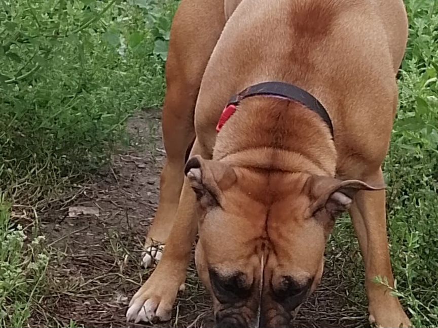 Щенки стаффорд