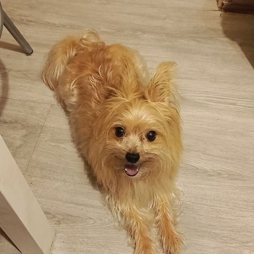 Йорктеллон