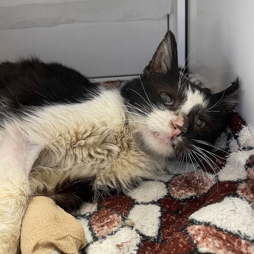 Котёнок в добрые руки