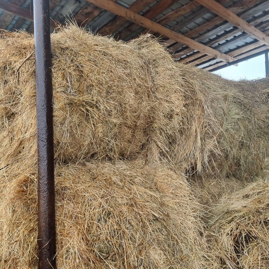 Продам сено в рулонах