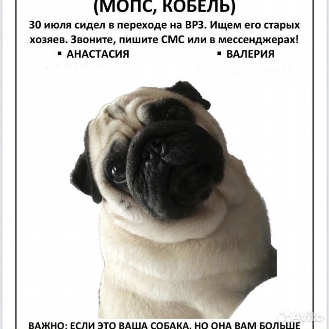 Найдена собака Мопс