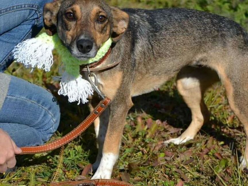 Клепа ищет дом