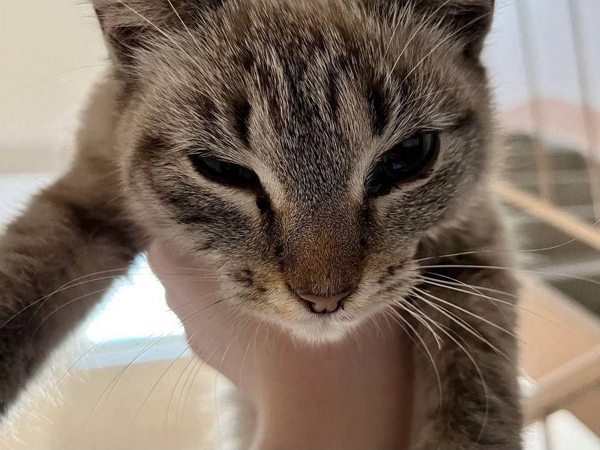 Кошкечка ищет Дом