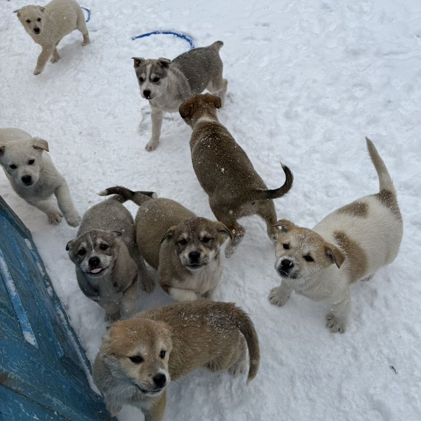 Продажа щенков лайки