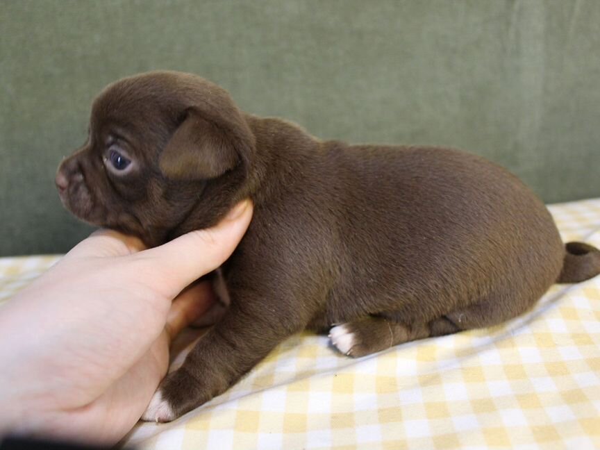 Чистокровные Щенки чихуахуа