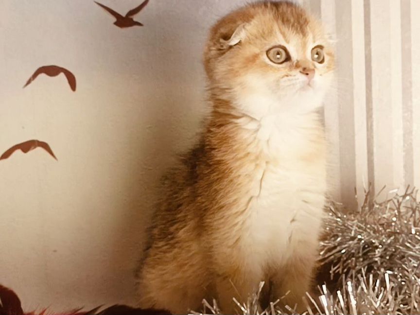 Шотландские вислоухие котята