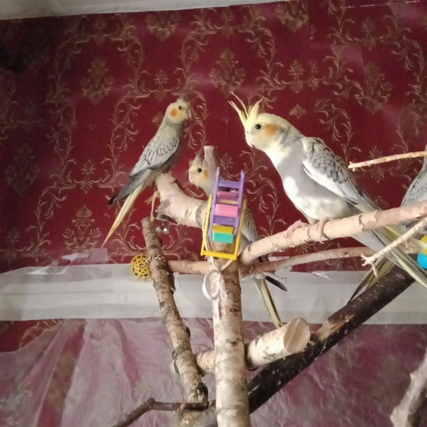 Попугай capella птенцы