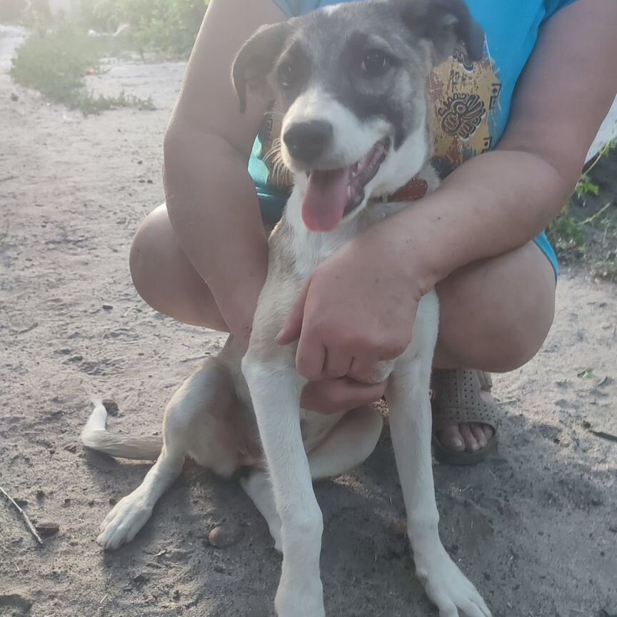 Стерилизованная девочка 6 мес