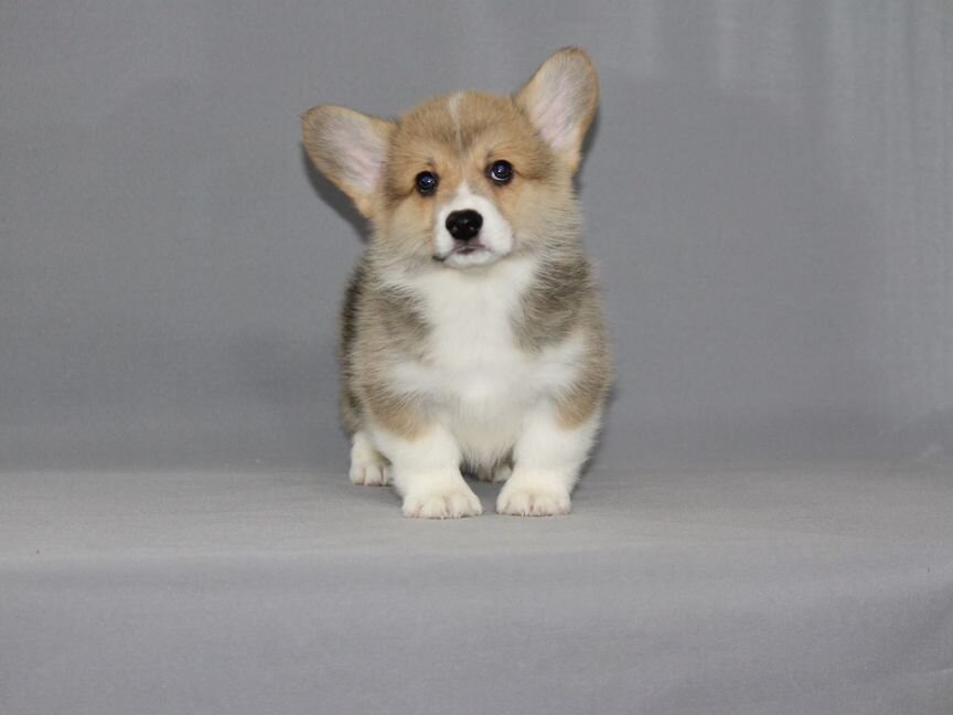 Вельш-корги пемброк