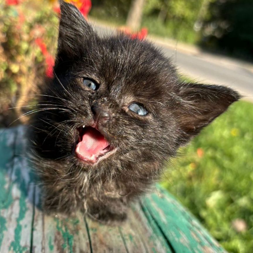 Котята