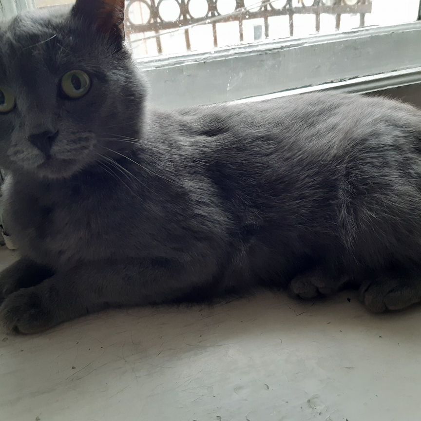 Отдам кота в добрые руки