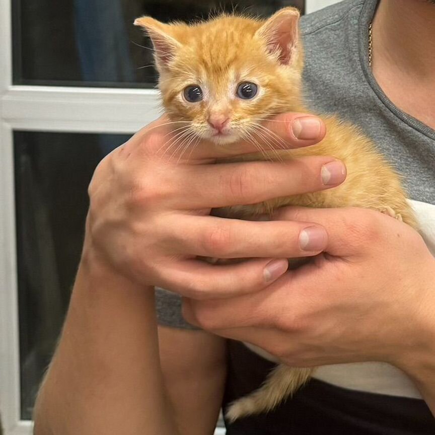 Рыжий котенок в добрые руки 1 месяц