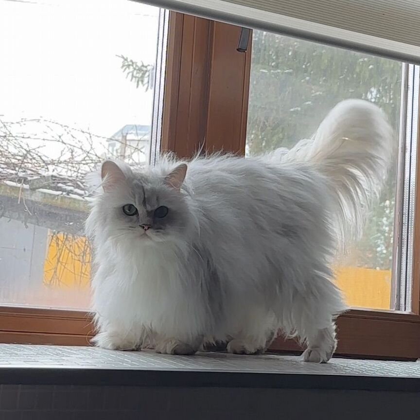 Кошка в добрые руки