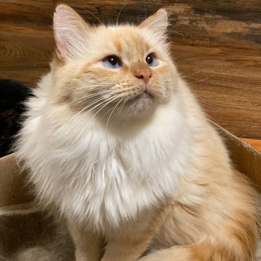 Тайский кот в добрые руки отдам бесплатно