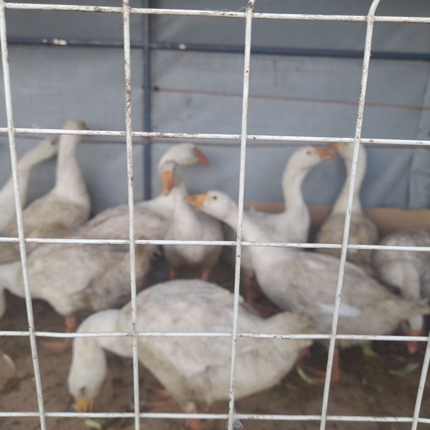 Гуси.утки.мулард.бройлер.куры