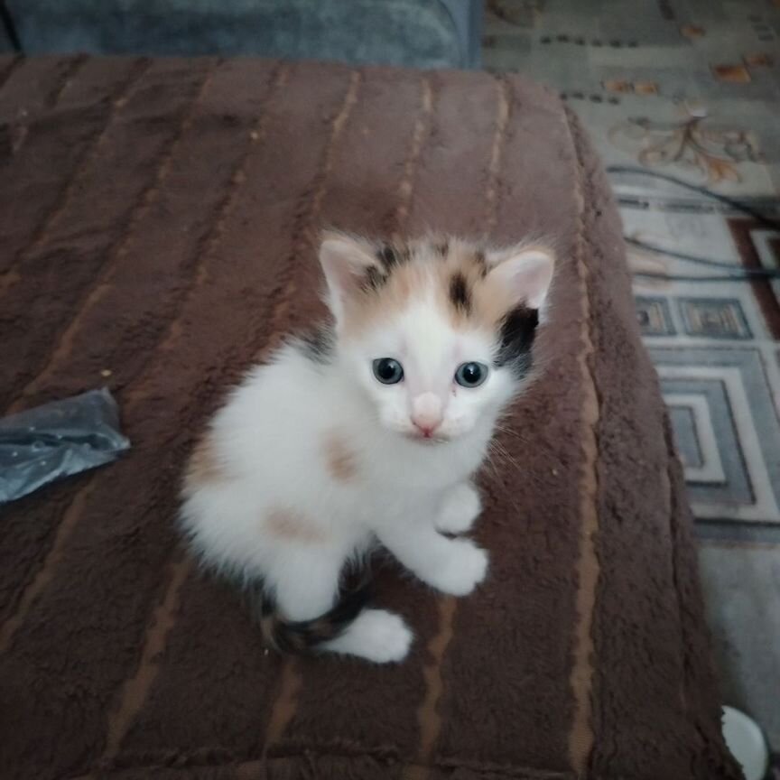 Котёнок в добрые руки