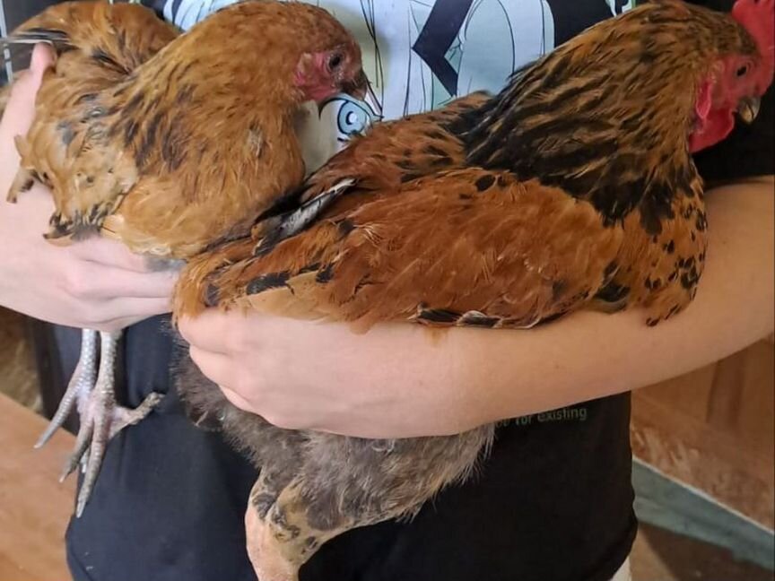 Продам семью кур