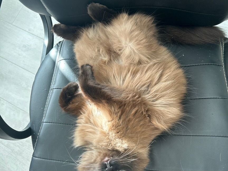 Гималайская кошечка