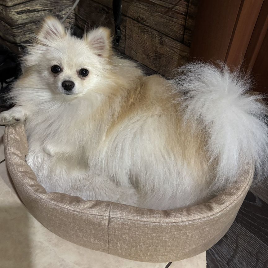 Померанский шпиц, щенок