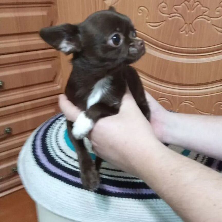 Чихуахуа, щенок