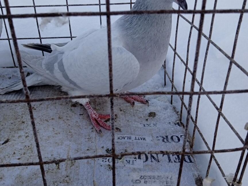 Почтовые голуби