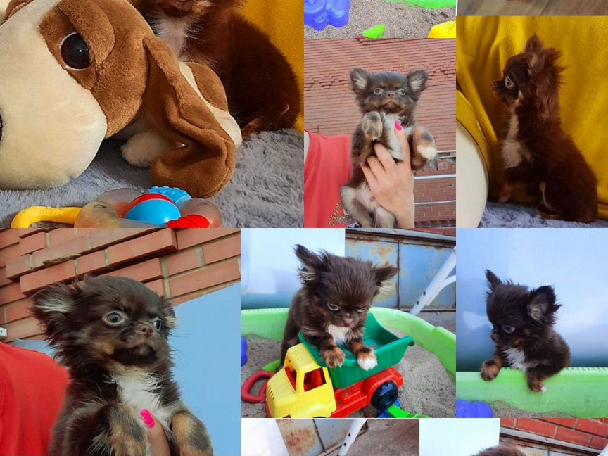 Мальчик чихуахуа возможен обмен