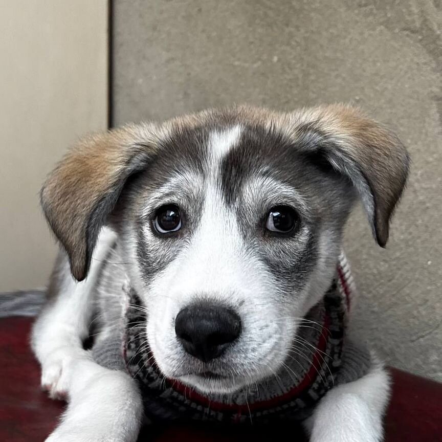 Щенок 3 месяца / до 15 кг