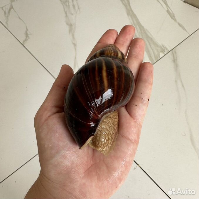 Улитки ахатины детки бесплатно