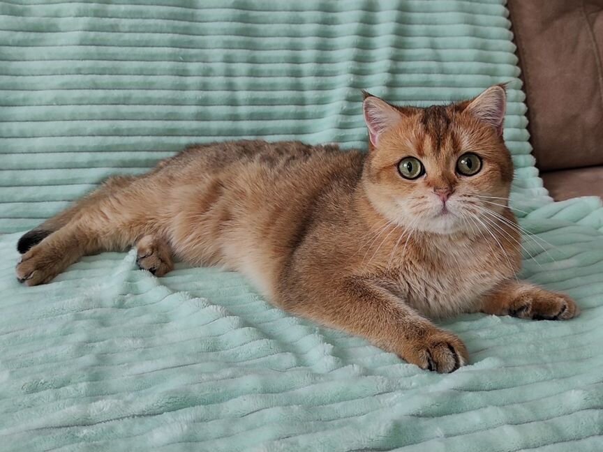 Британская золотая шиншилла