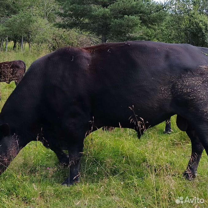 Абердин Ангус