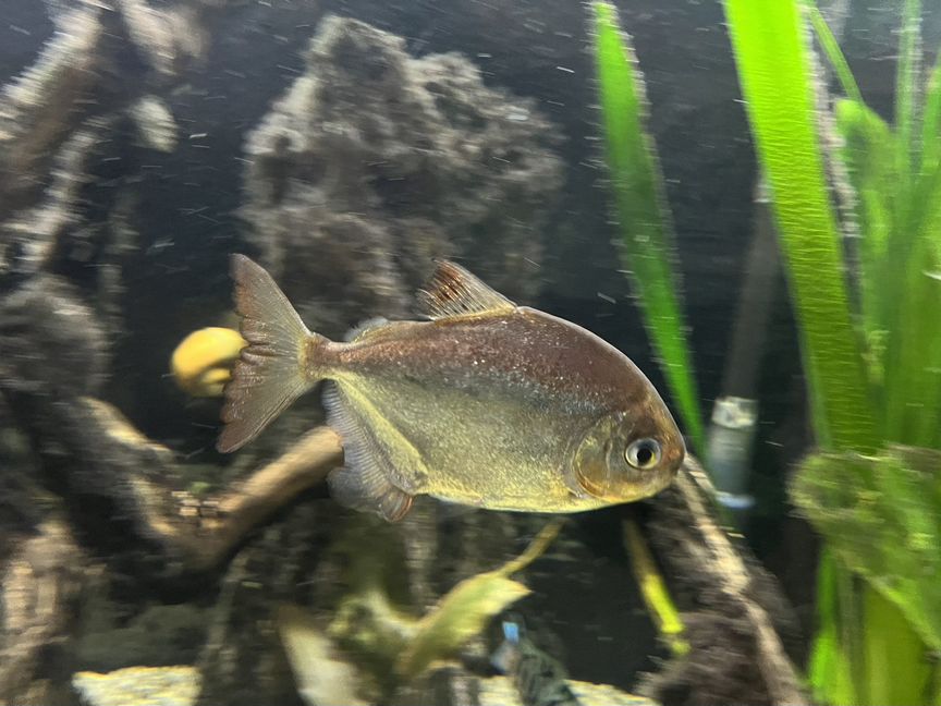 Пираньи доллар,полиптерус