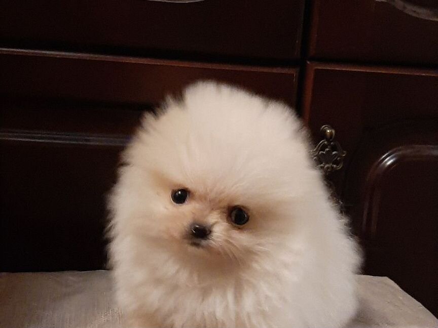 Померанский шпиц micro