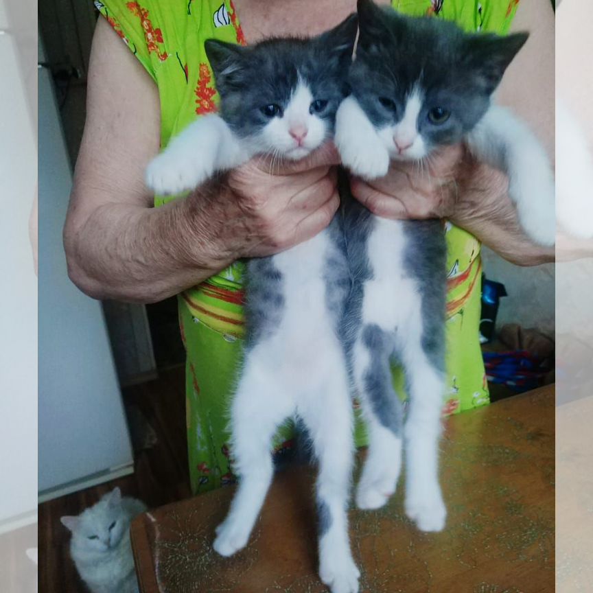 Котята в добрые руки бесплатно