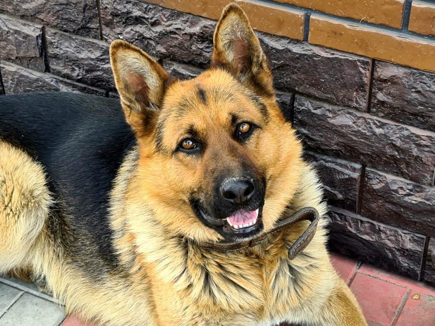 Щенки немецкой овчарки