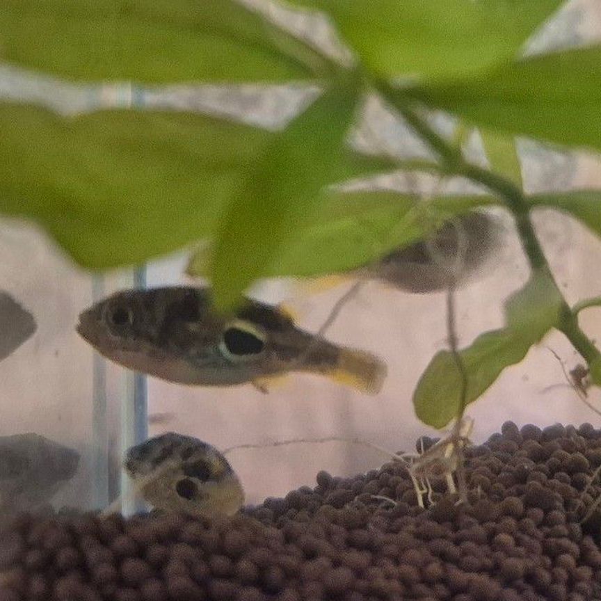 Карликовый тетраодон