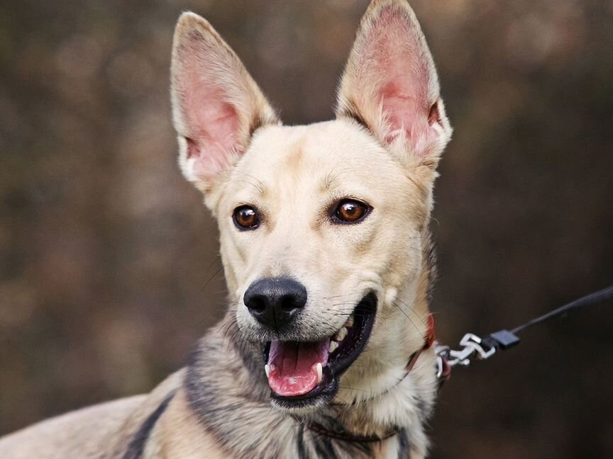 Щенок-подросток Балу в надежные руки бесплатно