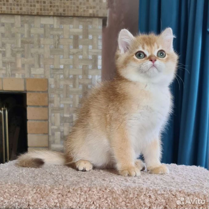 Британский котик by12