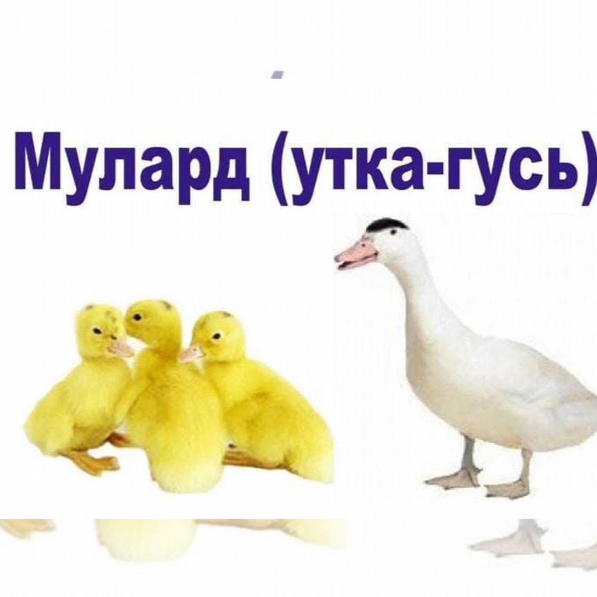 Инкубационное яйцо муларда