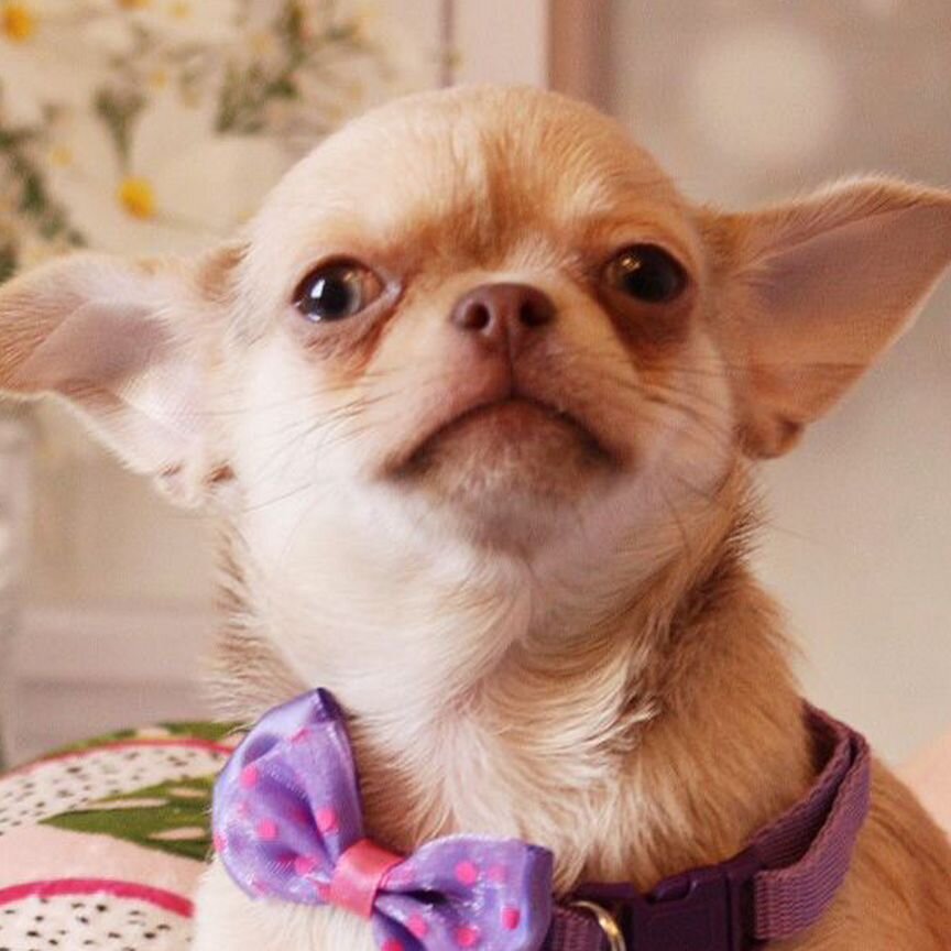 Чихуахуа, щенок