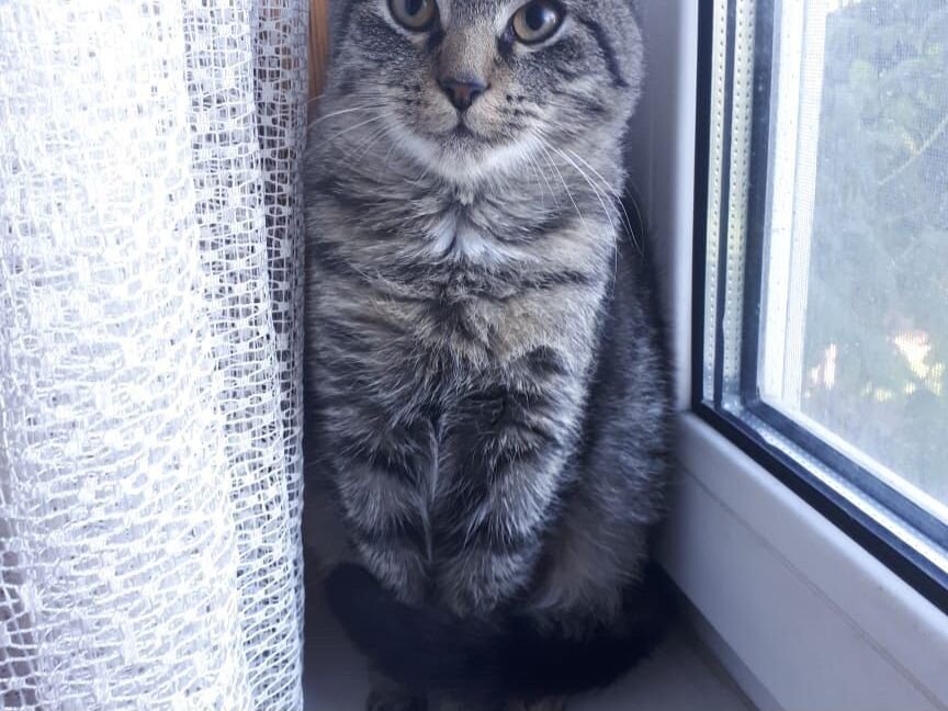 Котик 4-5 месяцев