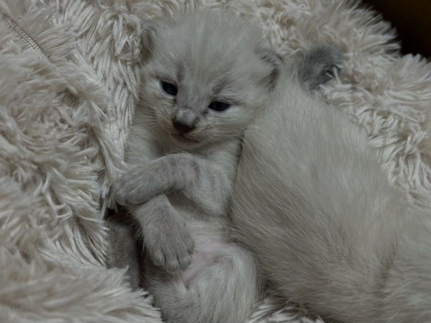 Котята-полубенгалы