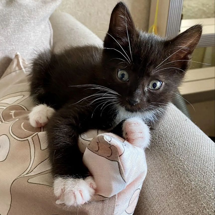 Котёнок в добрые руки
