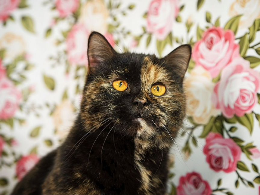 Ласковая милаха в поисках семьи