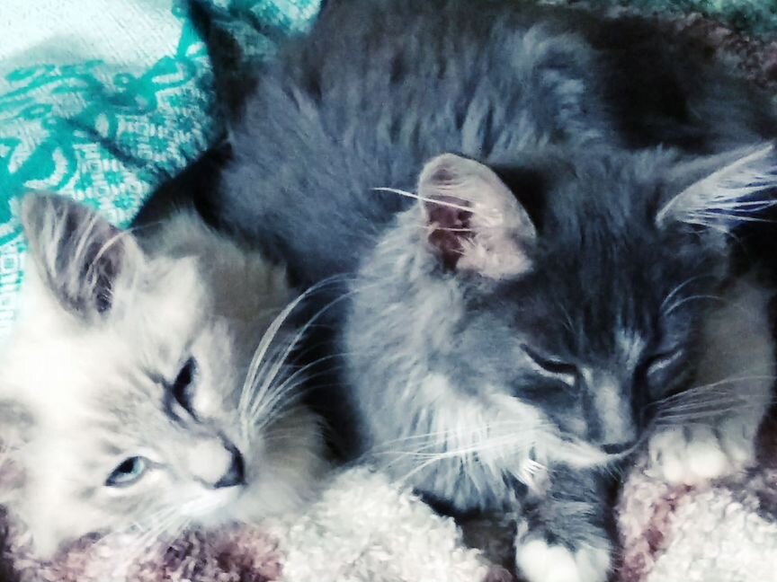 Котенок серый (кот мальчик)