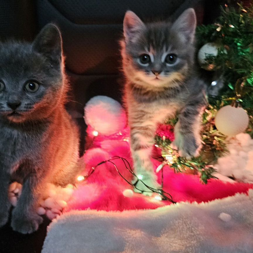 Продам двух котиков