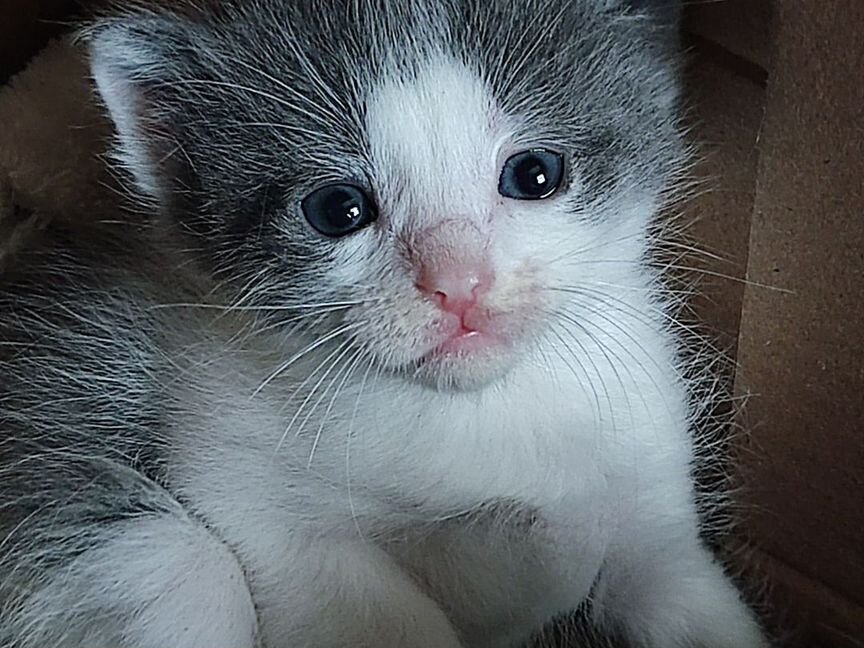 Отдаём котят в хорошие руки 3