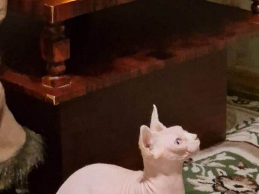 Кошка бамбино